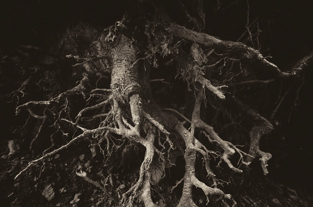 How To Handle Los Angeles Tree Roots and Sewer Stoppages